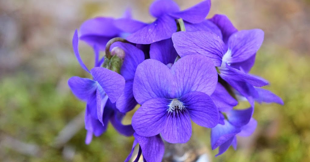 MARIETTE'S BACK TO BASICS: {Our Violets}