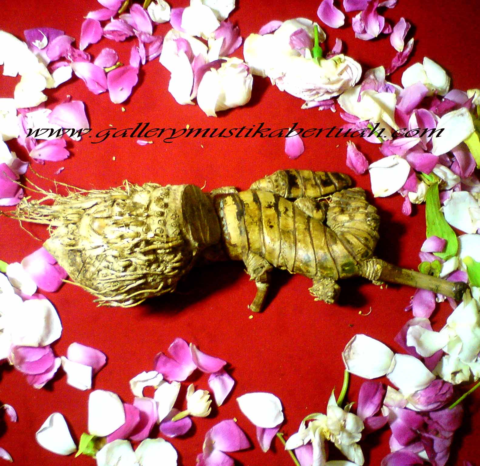 BAMBU PRING PETHUK KALAJENGKING ~ PUSAKA GUNUNG JATI