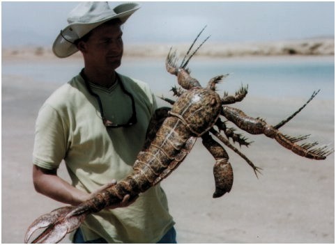 Monster Fish: Sea scorpions