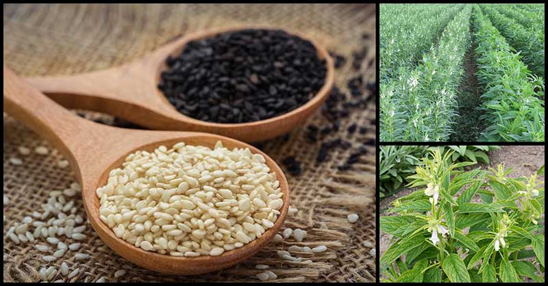 Sesame Seeds: The Nutrient-Dense Seeds That Are Good For Our Body | Dr ...
