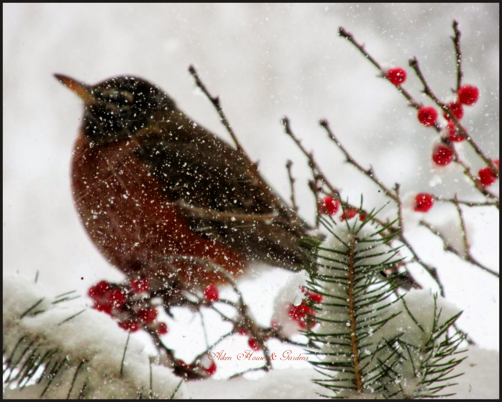 Aiken House & Gardens: Winter Robins