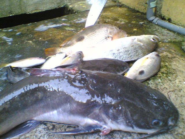 Sayur Mrica Makanan Khas Rembang Penghasil ikan ~ RONDHANVOUS