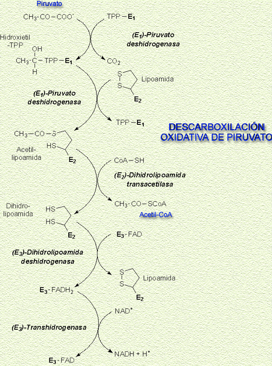 Proyecto de Biologia : DESCARBOXILACIÓN DEL ÁCIDO PIRUVATO (ACETIL ...