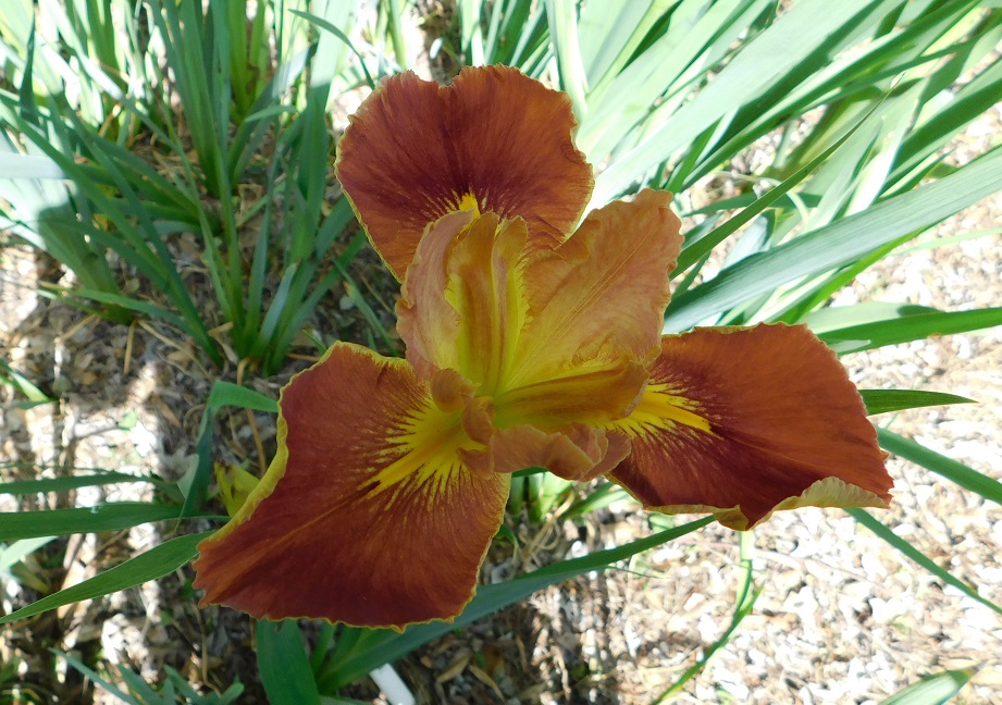 World of Irises: Diversity of Color in Louisiana Irises - Red Irises