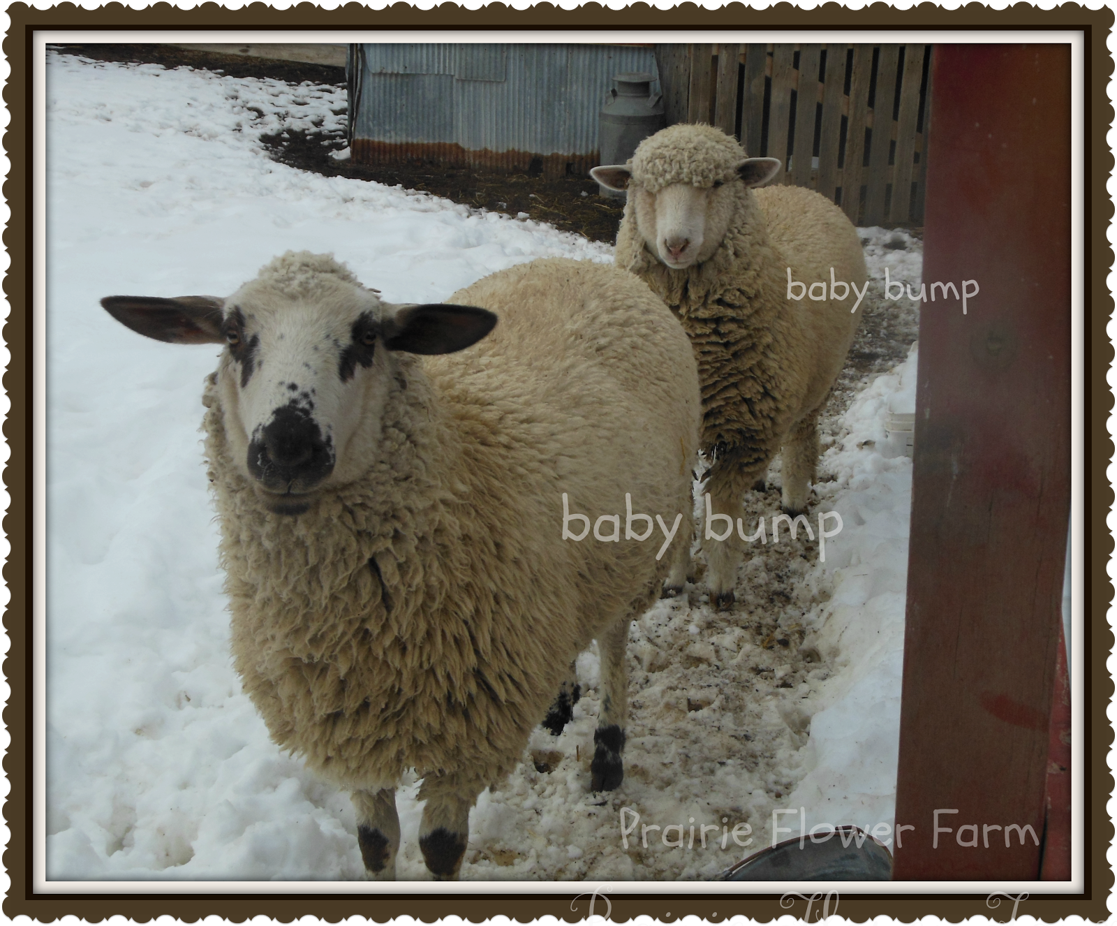 Prairie Flower Farm: My Sheepy Girls Have Names..and a blizzard on the ...