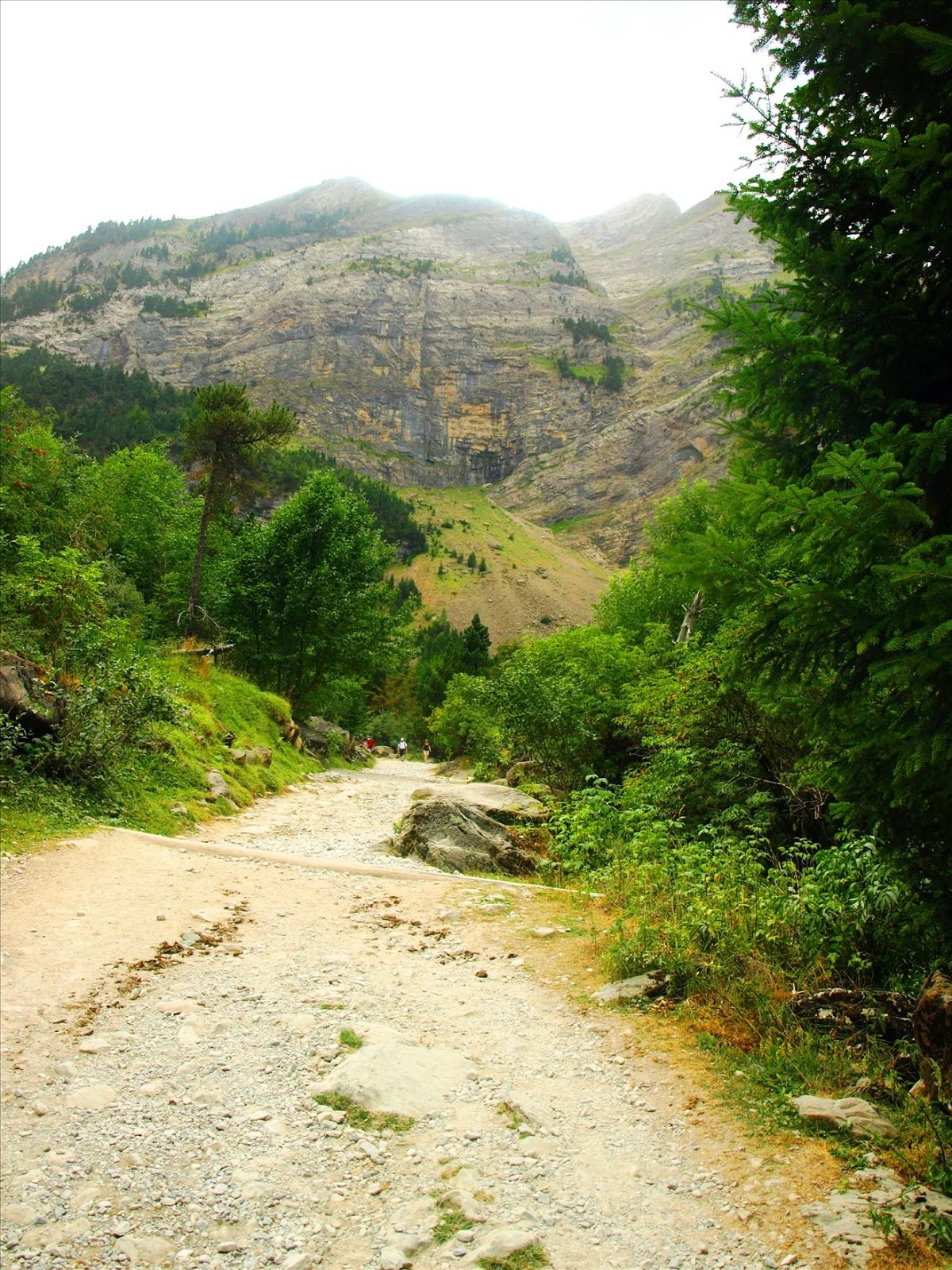 Best Pyrenees Photos: Forest Resources - Gavarnie - Pyrenees - France