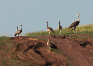 Central Australia Bird Photos: Australian Bustard - also known as Bush ...