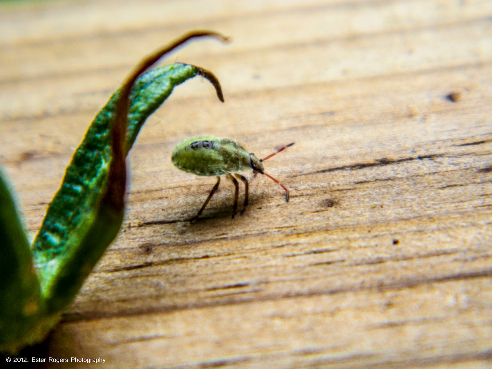 Ester Rogers Photography: Tomato Beetle