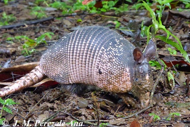 En busca de la Naturaleza por el mundo: Costa Rica, 30 de julio de 2014