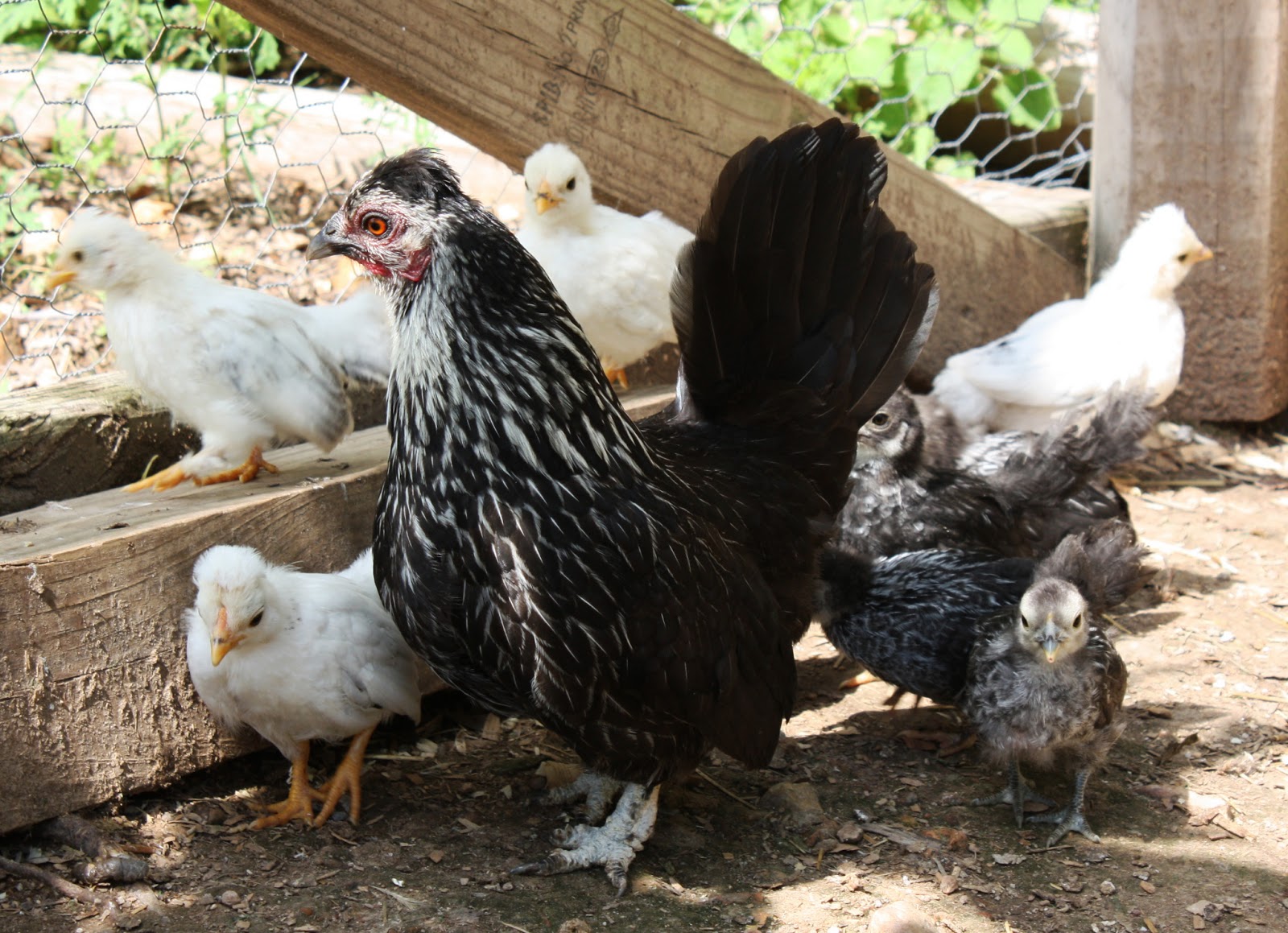 The Chickerton Flock ~ Chicken RPG | BackYard Chickens - Learn How to ...