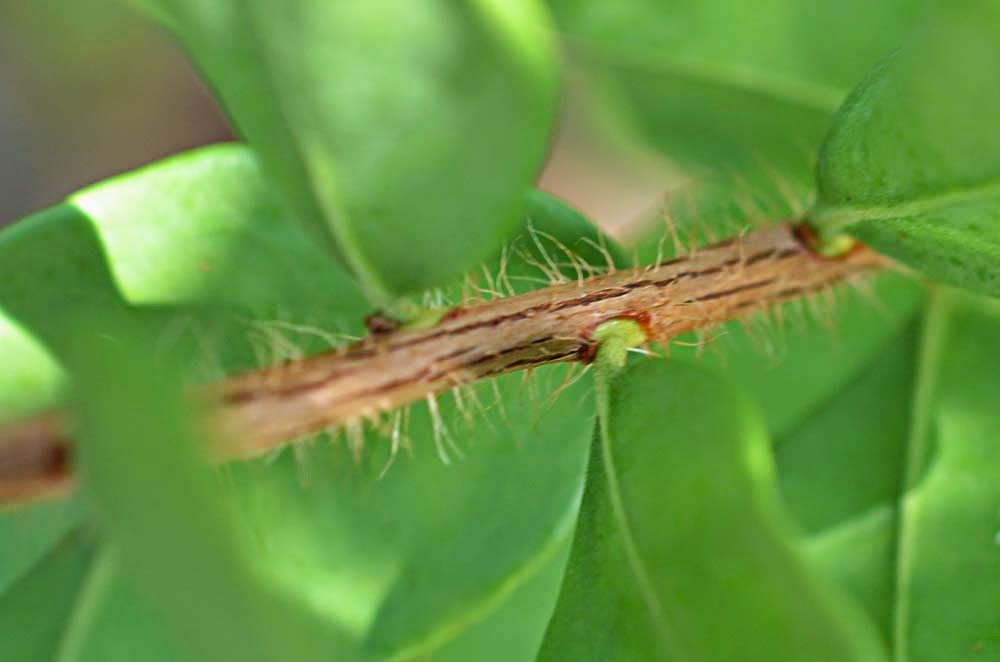 Space Coast Wildflowers: Malabar Scrub Sanctuary, August 14, 2014