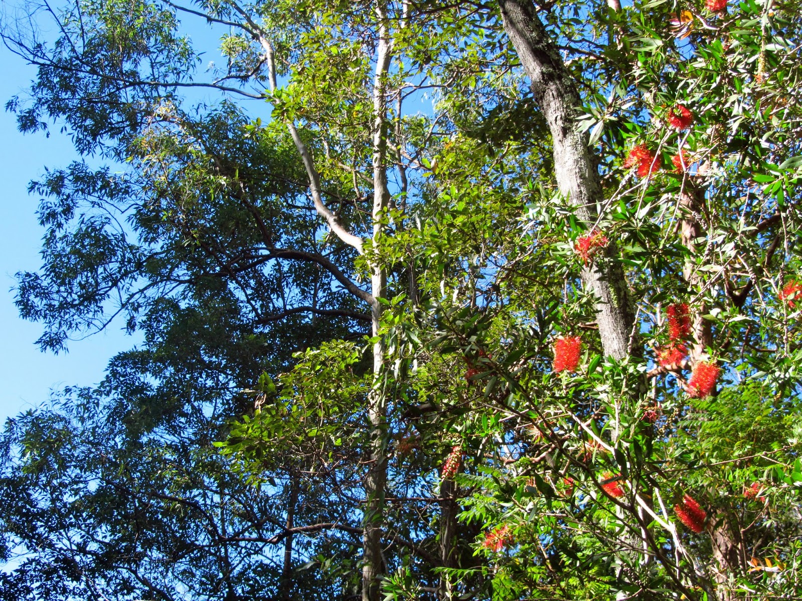 Walking with Friends Down Under: Mid WINTER walk - Mt Cootha