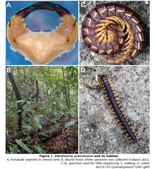 Species New to Science: [Invertebrate • 2014] First Molecular Data and ...