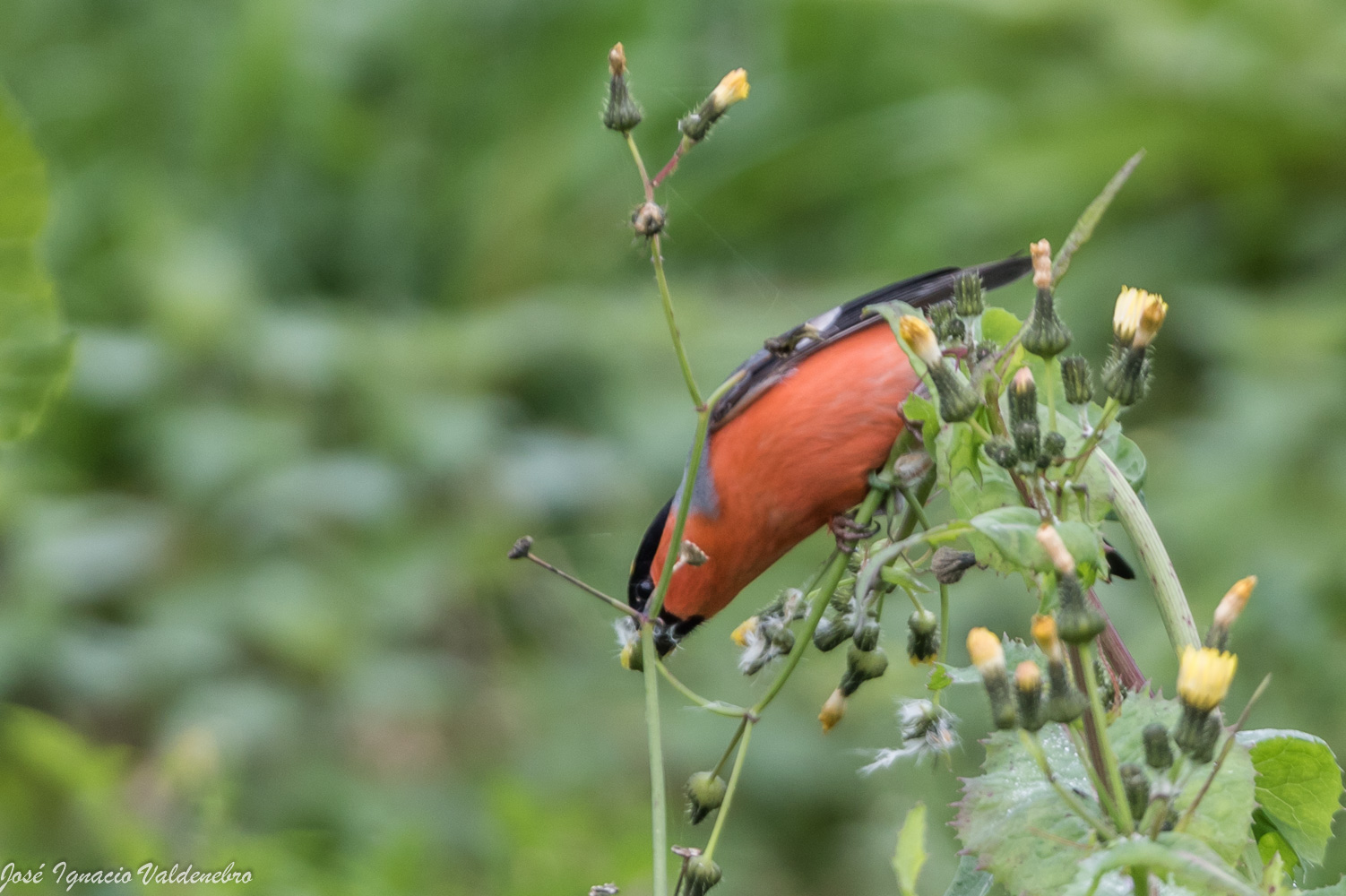 DocNatureBlog: Colorín, colorado, éste pájaro me ha encantado ...