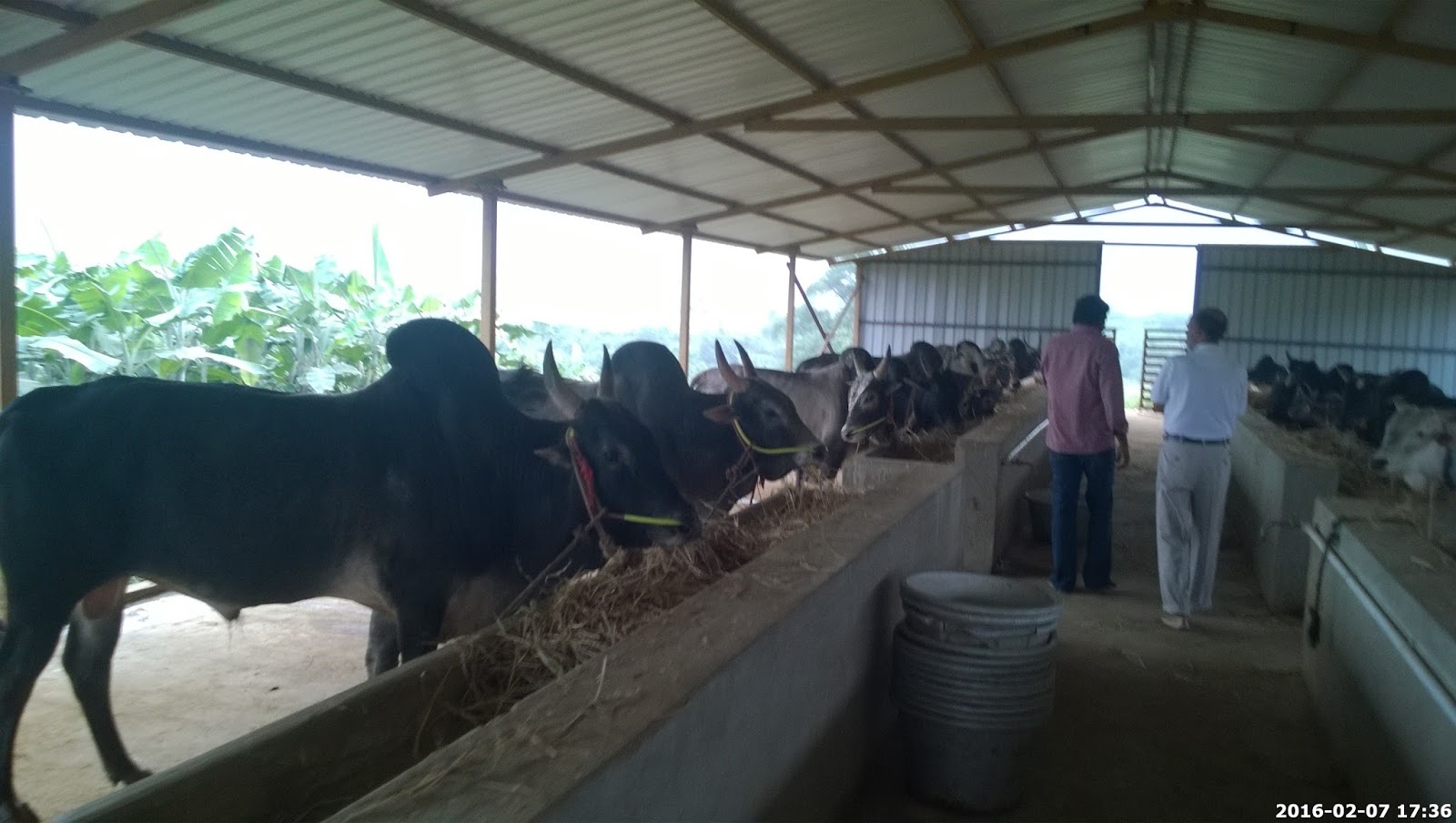 Before planting - Cow manure - Poorna Natural Farm