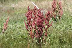 Herbs-Treat and Taste: RED DOCK, CULPEPER'S BLOODWORT; HISTORY OF USES ...