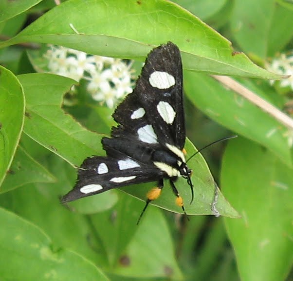 Tangled Web: An Eclipse of Moths