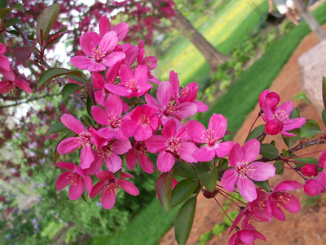 Beyond The Garden Gate: The glory of spring