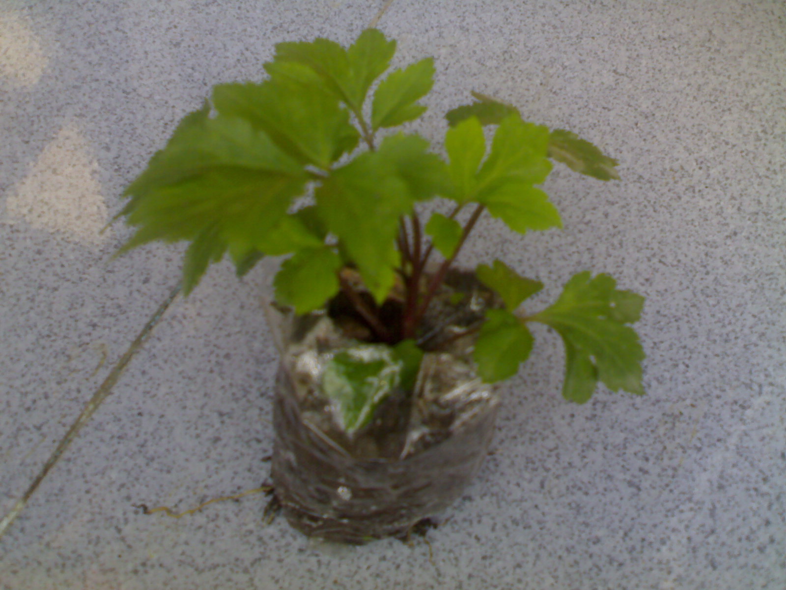 MASTER PURING: TERLARIS BIBIT PURWACENG