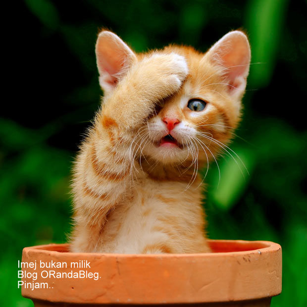 suhaizasadri: Si Kucing Comel