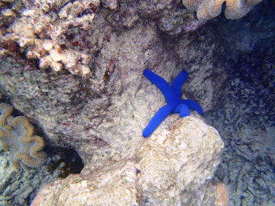 Paying Ready Attention - Photo Gallery: Macro Monday - Blue Starfish