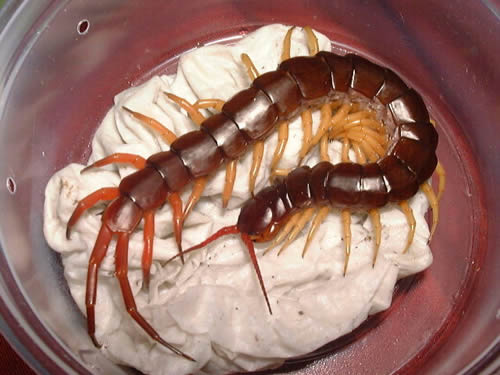 Ibadurrahman: 10 Lipan Terbesar di Dunia