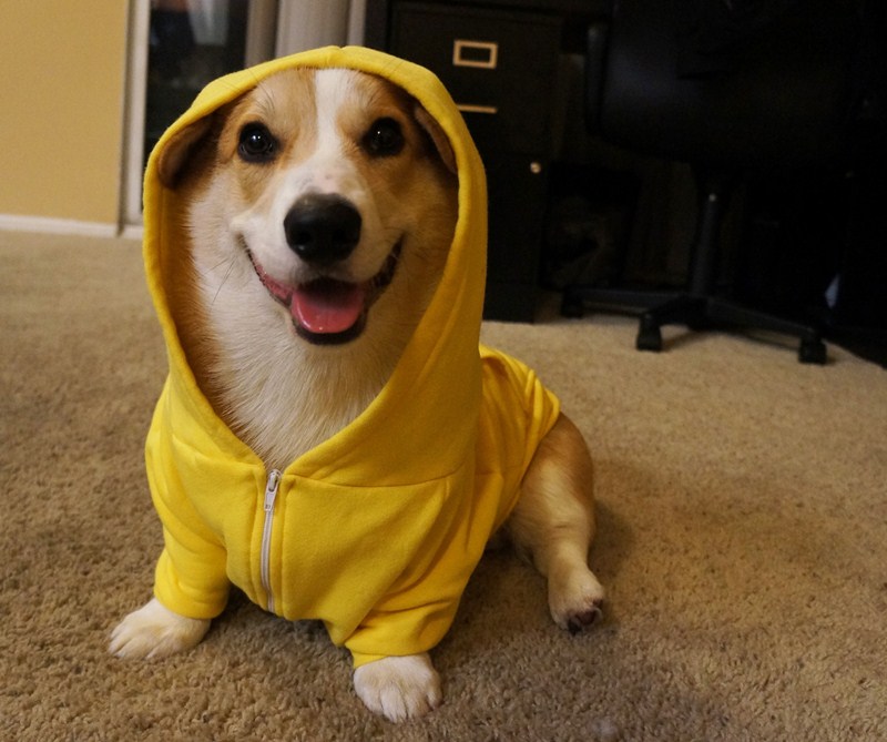 Cutest corgi ever? Meet Corgnelius (20 pics) | Amazing Creatures