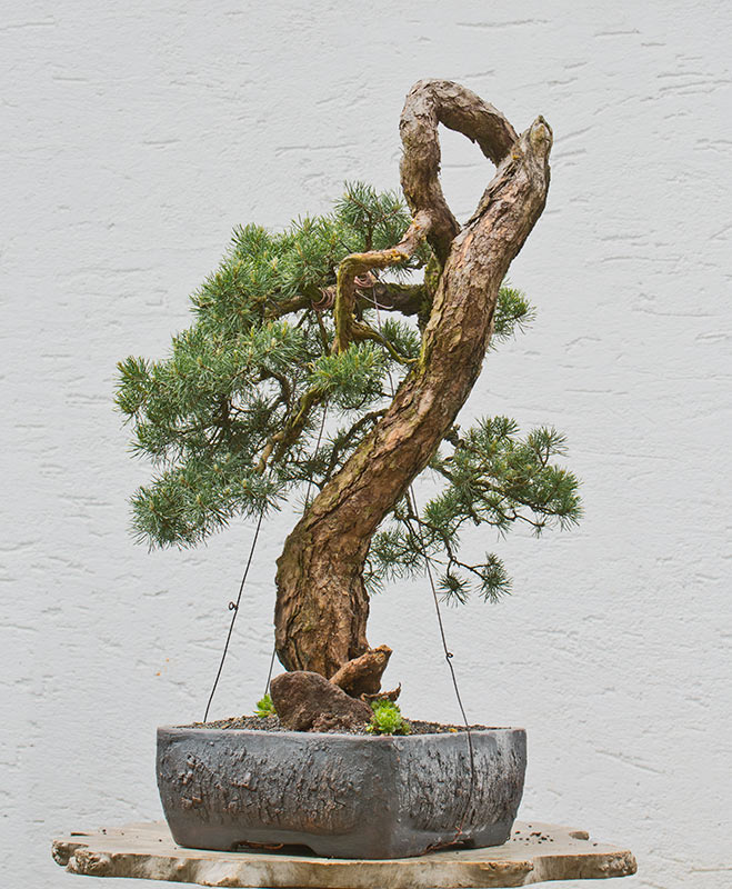 Walter Pall Bonsai Adventures: Scots Pine #15
