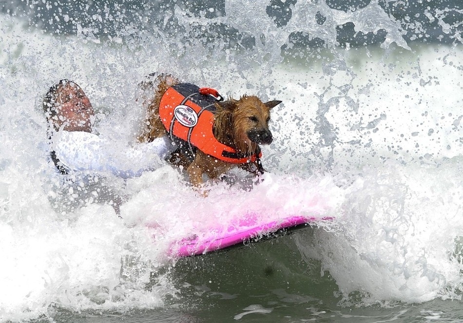 Awesome dogs from the 2012 Surfing Dog Challenge (10 Pics) | Amazing ...