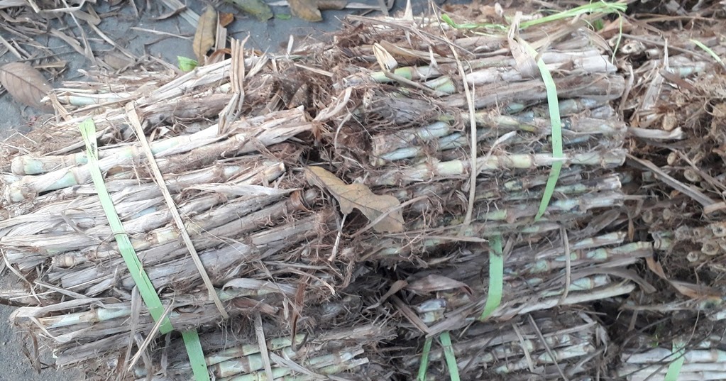 RUMPUT SAYUR UNTUK KAMBING DAN SAPI , RUMPUT GAJAH ODOT JULI TAHUN 2022 ...