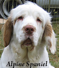 dogs Gallery: Information about Alpine Spaniel Dog