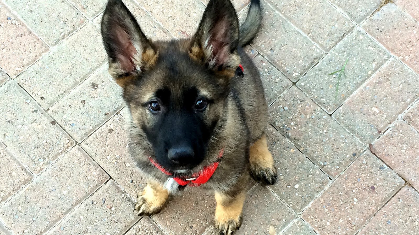 German Commands For Dogs German Choices german-commands-for-dogs-german-choices