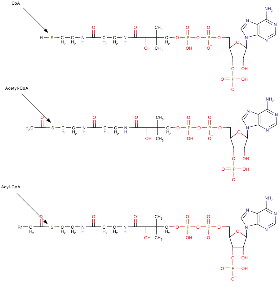 Coenzymes & Metabolism