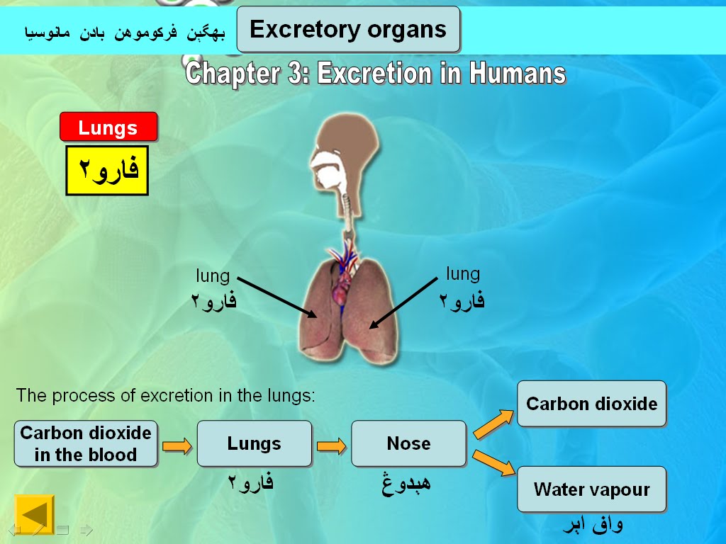 SMK Datuk Menteri SAINS PMR: Excretion in Human LUNGs /Perkumuhan ...