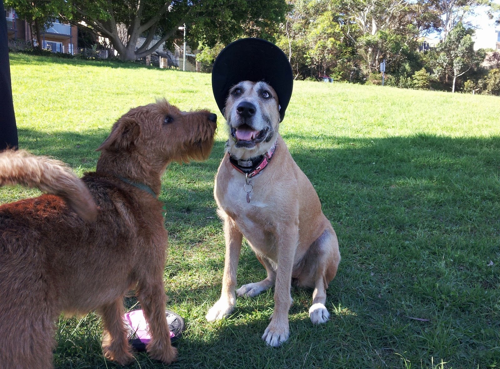 littledogsonlongleashes: The fearsome pigdog makes a stand.