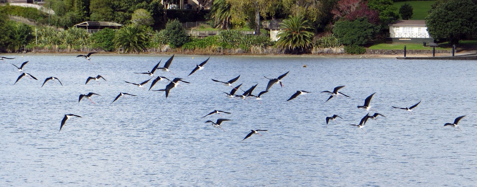 sconzani: Auckland walks: Panmure Basin