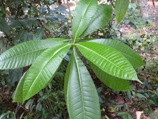 Milk Wood Alstonia - Hawari nuga | SL Flora