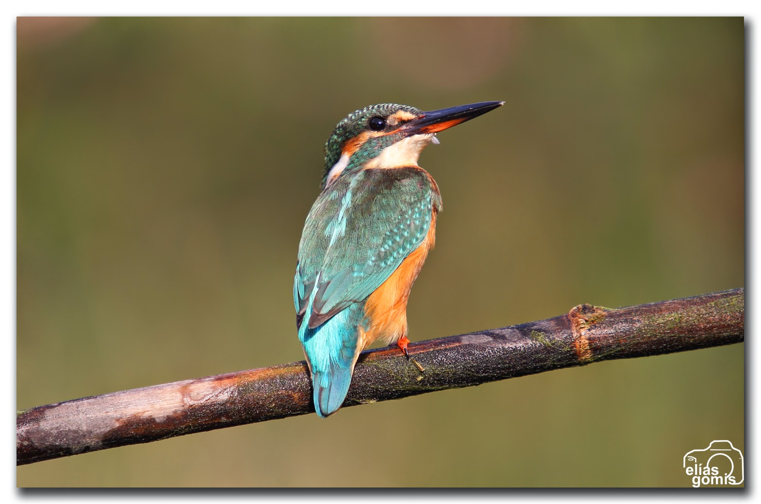 Hoy no sé ni quién soy: EL NOM POPULAR DELS OCELLS AL MIGJORN VALENCIÀ