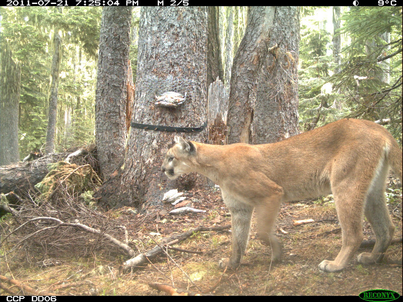 Cascades Carnivore Project