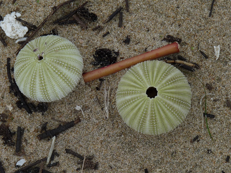 Newfoundland Nature: Sea Urchin