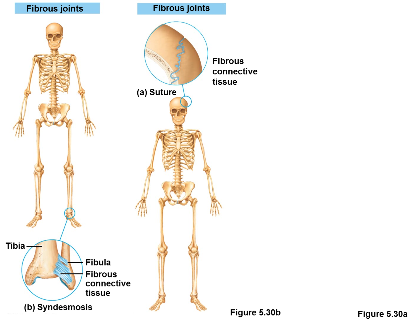 Sistem Muskuloskeletal: PERSENDIAN