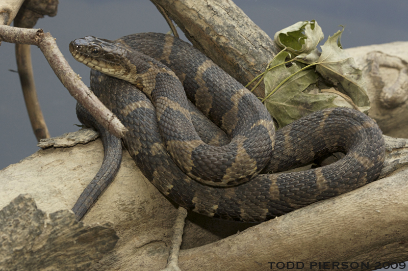 Life is short, but snakes are long: What the State Snakes Should Be: Part I