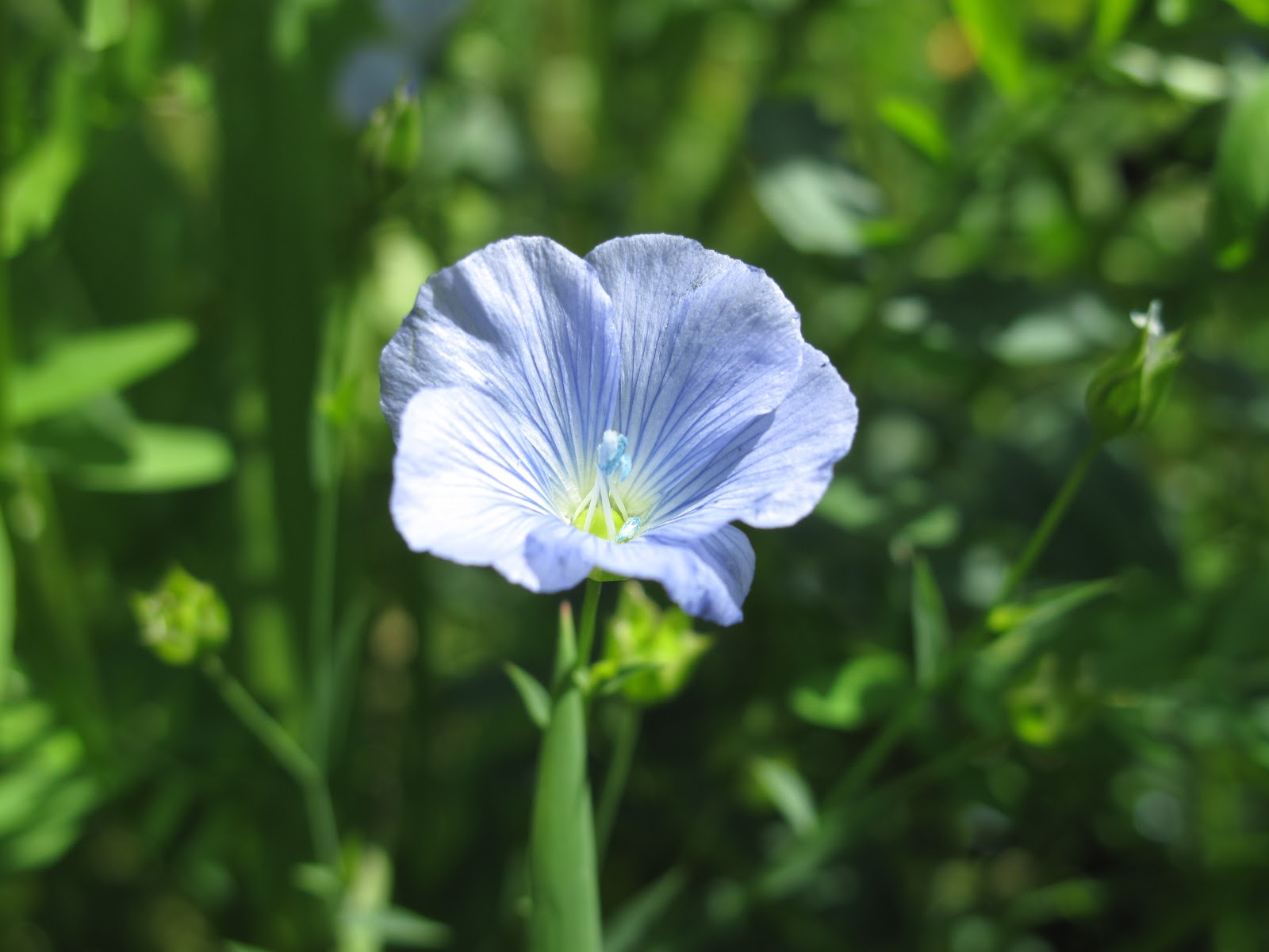 Fibre Sauvage: Flax to Linen to Threads in the Garden