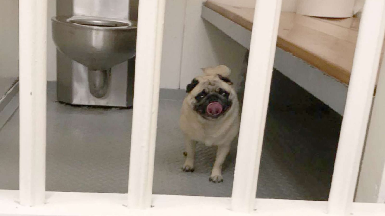 Breanna's Blog: New Jersey Mug Shot/California Bear swim/Florida locks ...