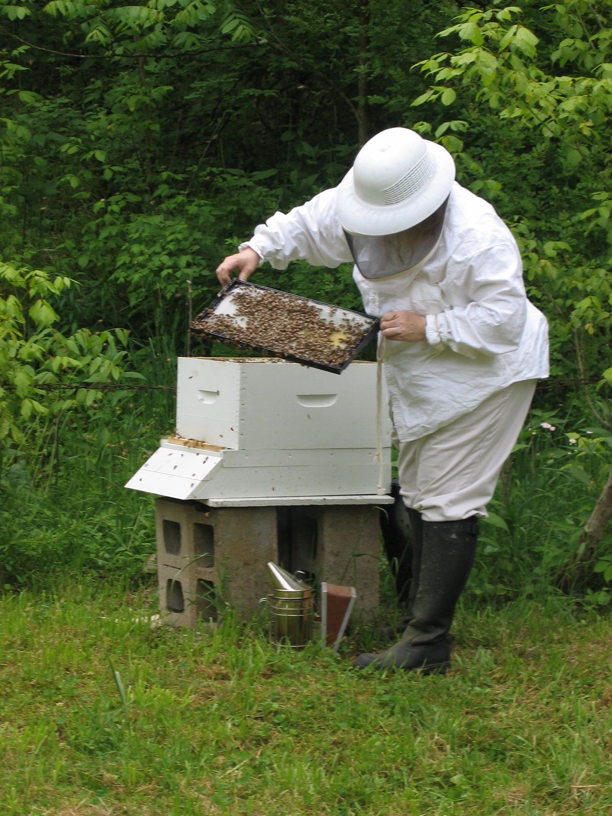 Lucindaville: Requiescat in Pace - The Doe Run Farm Hive