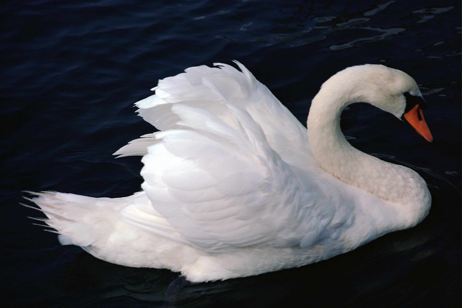 Aves - Hermosas Imágenes de Aves en Alta Definicion - Bird Wallpapers ...