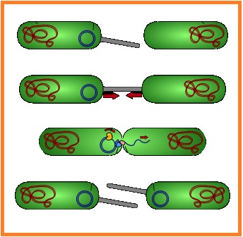 BIOLOGI GONZAGA: REPRODUKSI BAKTERI