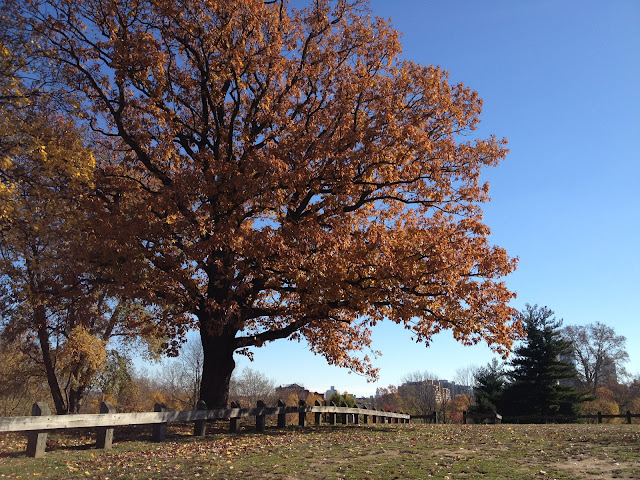 PHILLY TREES: CATCHING COLOR