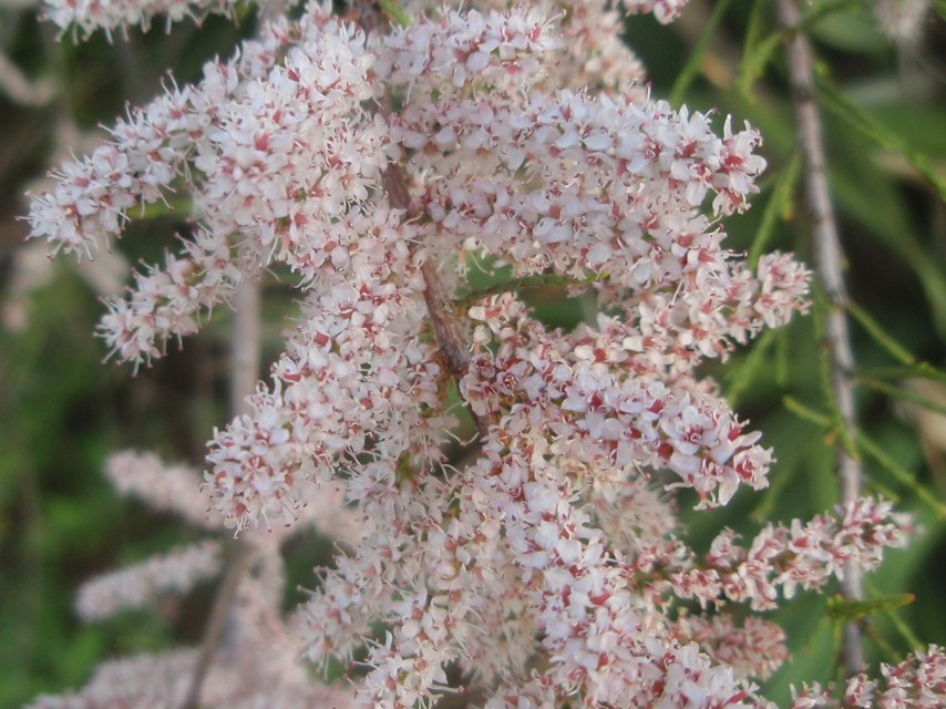 HERBARIO VIRTUAL DE BANYERES DE MARIOLA Y ALICANTE: Tamarix parviflora ...