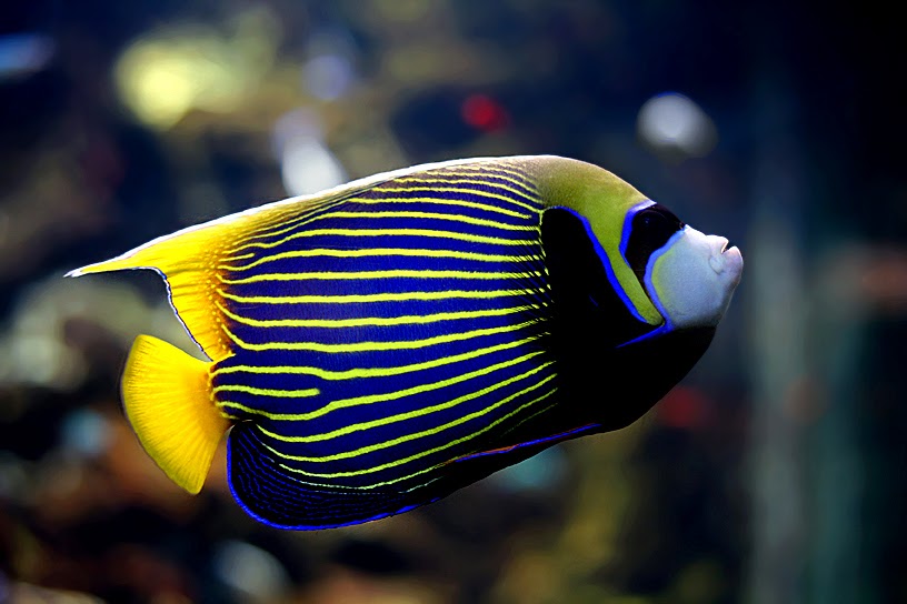 El ojo del buitre: Peces - Angel emperador (Pomacanthus imperator)